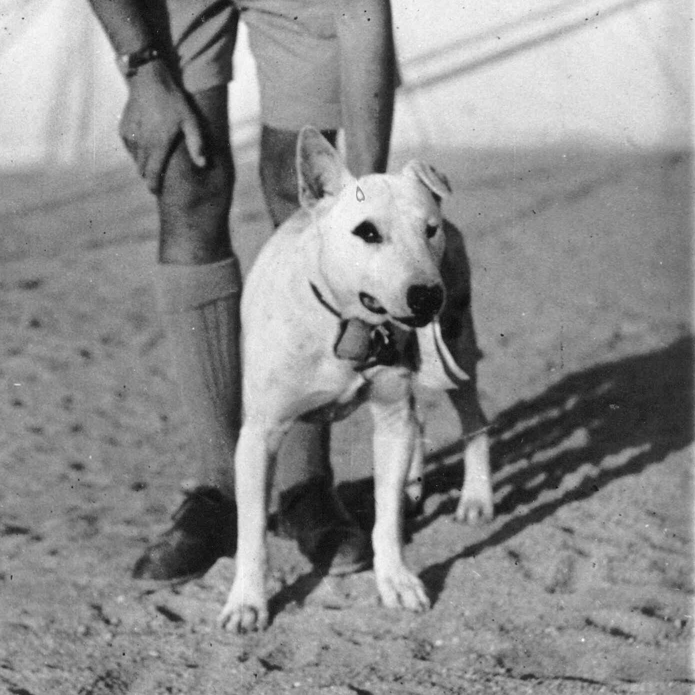 Major Major: The Beloved WWII Mascot Who Served with Kiwi Soldiers